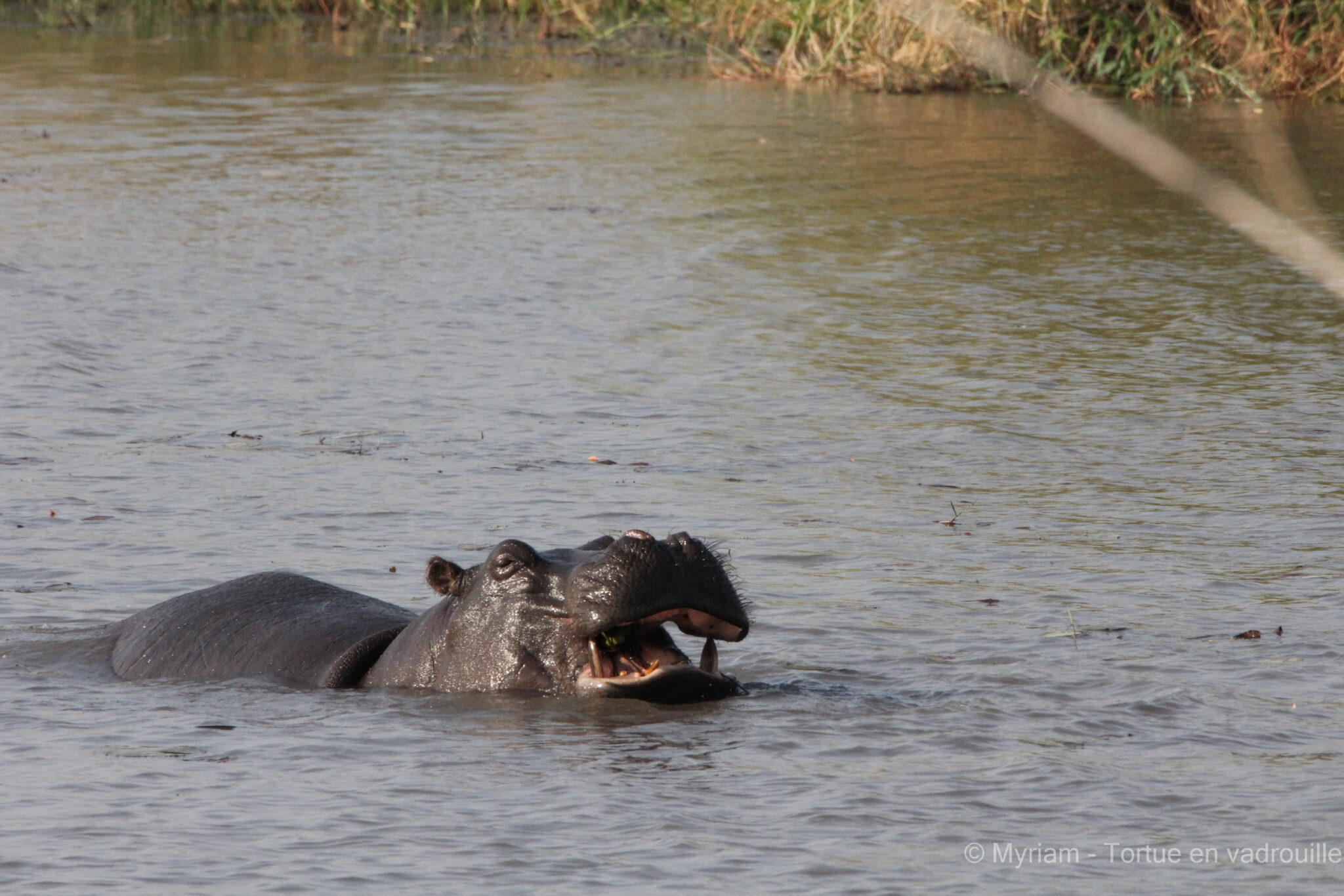 Mahango game park, paradis des antilopes – Tortue en vadrouille