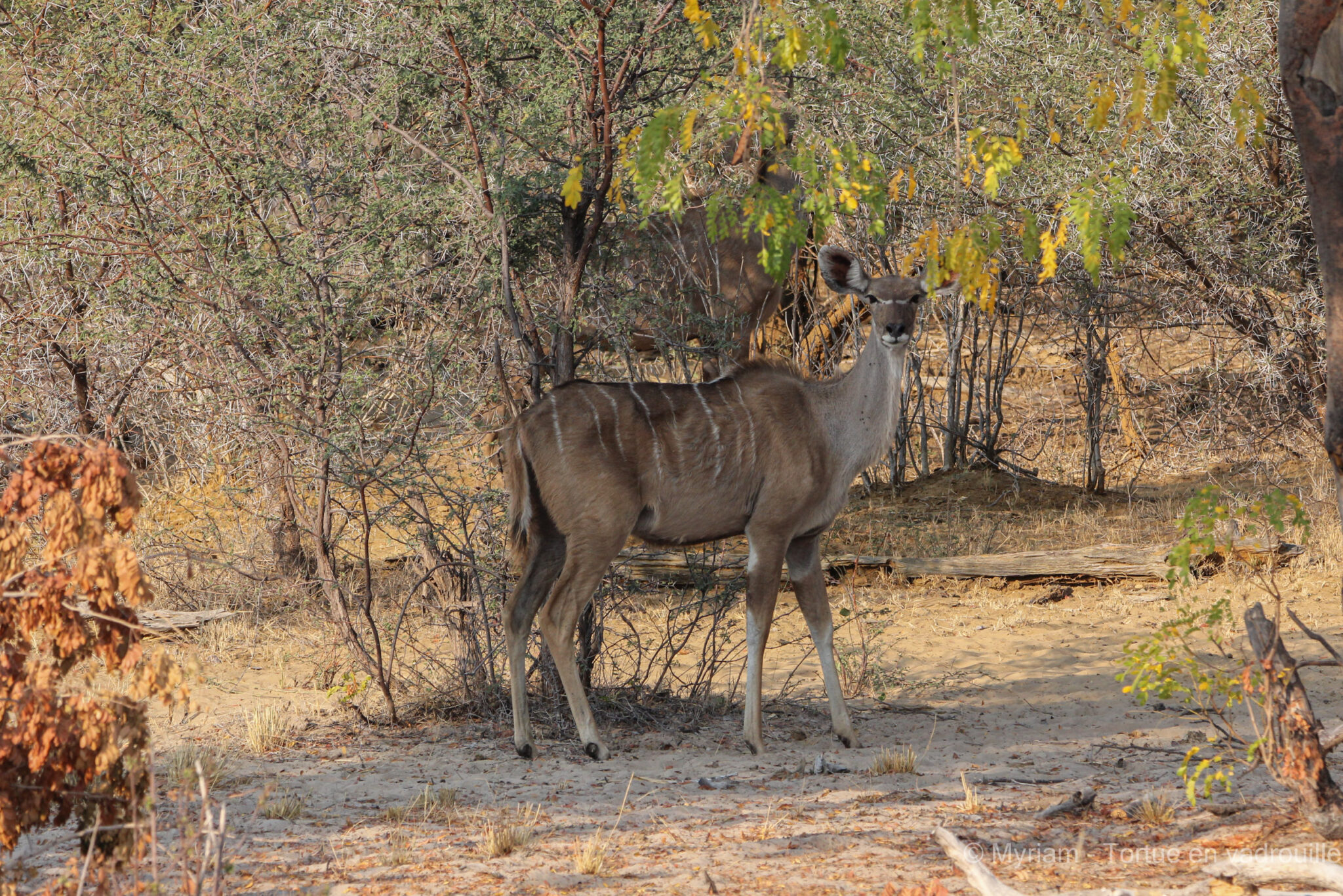 Mahango game park, paradis des antilopes – Tortue en vadrouille