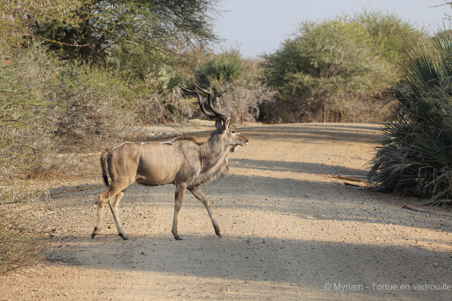 Mahango game park, paradis des antilopes – Tortue en vadrouille