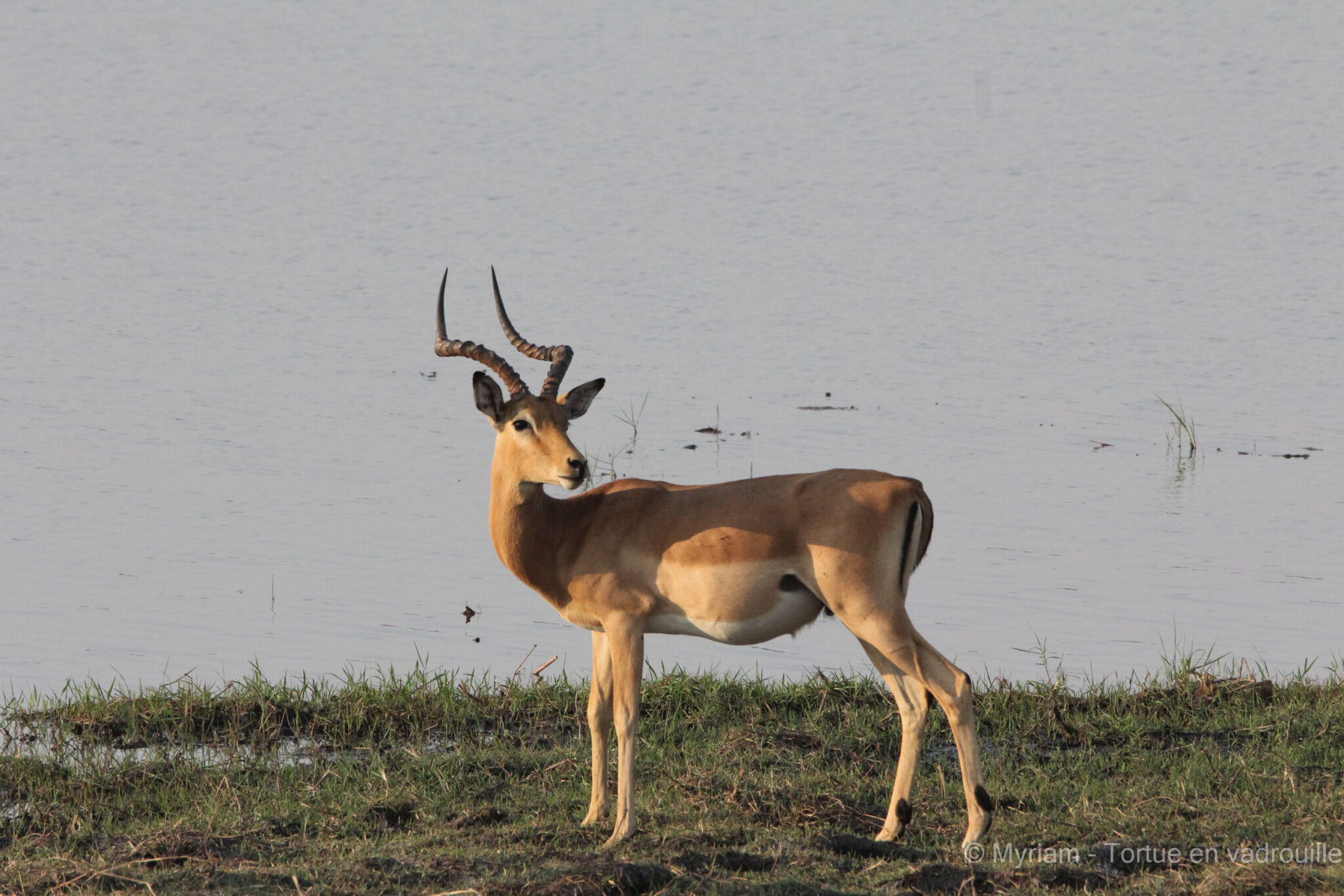 Mahango game park, paradis des antilopes – Tortue en vadrouille