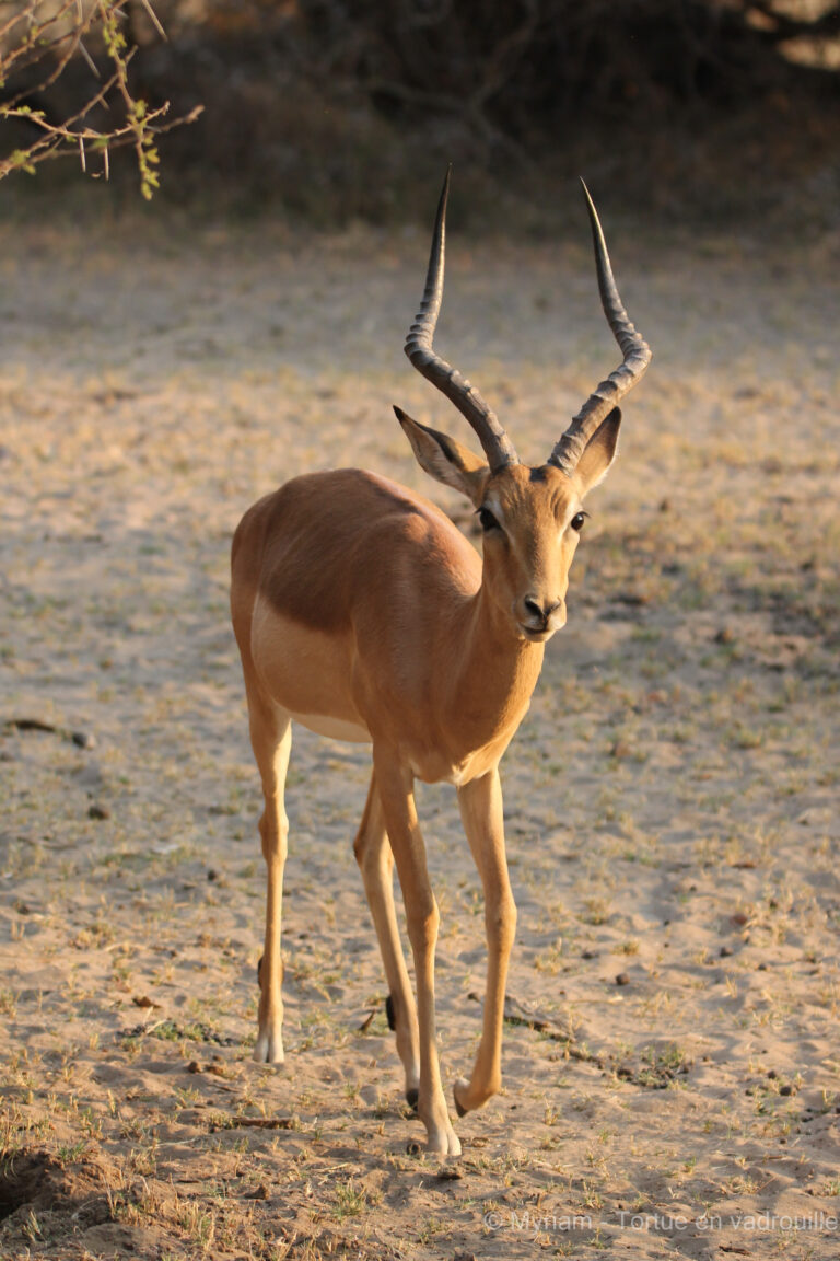 Mahango game park, paradis des antilopes – Tortue en vadrouille