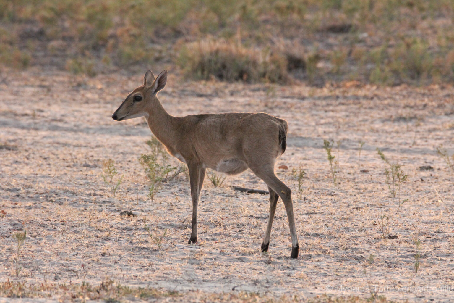 Mahango game park, paradis des antilopes – Tortue en vadrouille